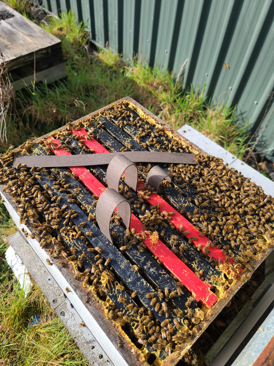 VarroxSan: New Varroa Treatment for Australia – Varroa Control Australia