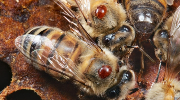 Varroa Treatment Australia | Protect Bees from Varroa Mites – Varroa ...
