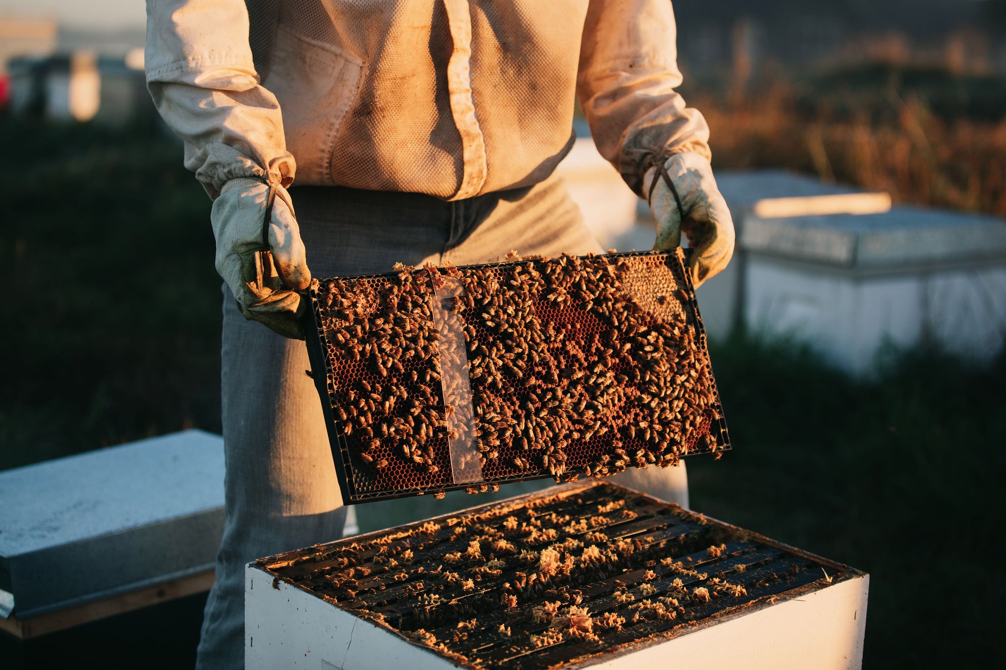 Varroa Treatment Australia | Protect Bees from Varroa Mites – Varroa ...