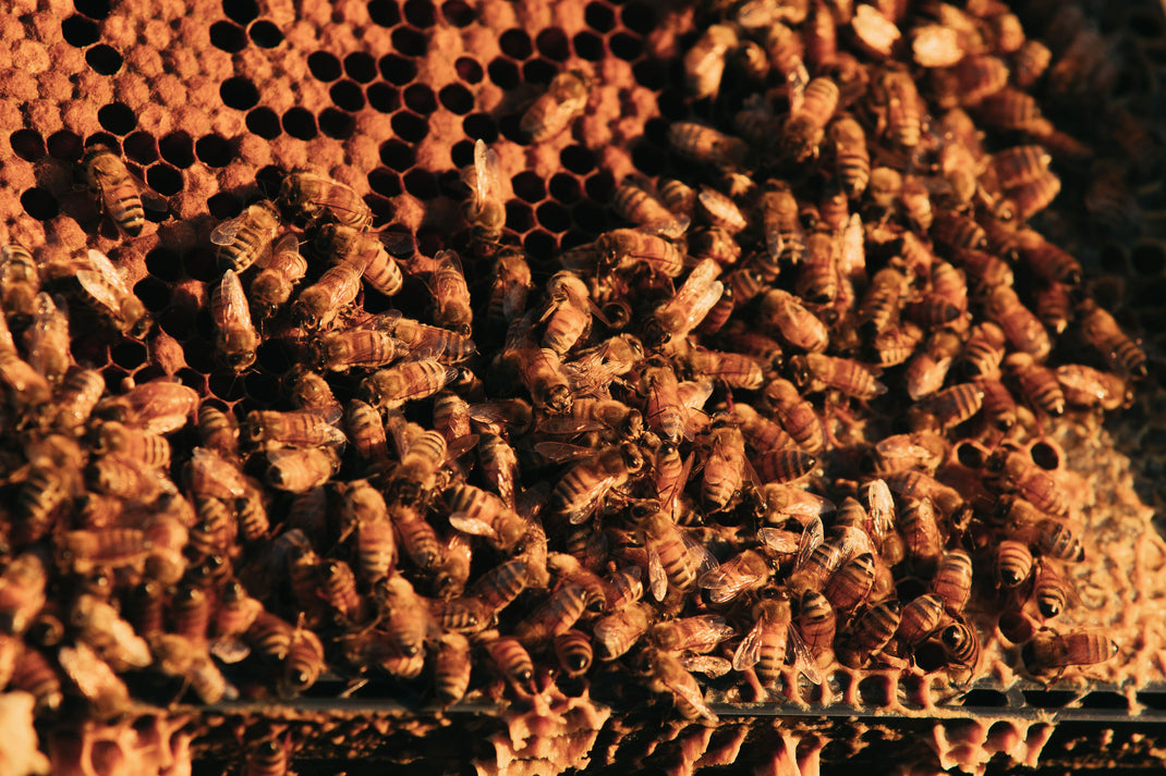 Varroa Treatment Australia | Protect Bees from Varroa Mites – Varroa ...
